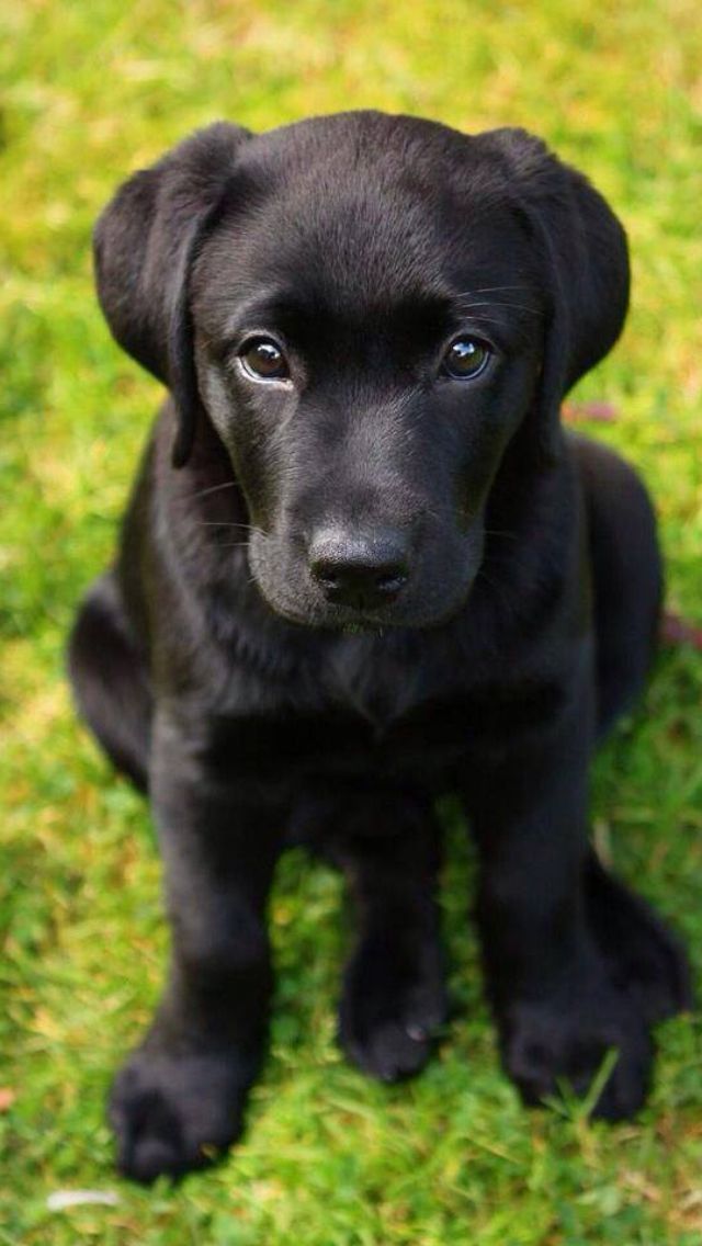 10 Adorable Labrador Retriever Puppies You ve Ever Seen 10 Adorable Labrador Retriever Puppies You ve Ever Seen