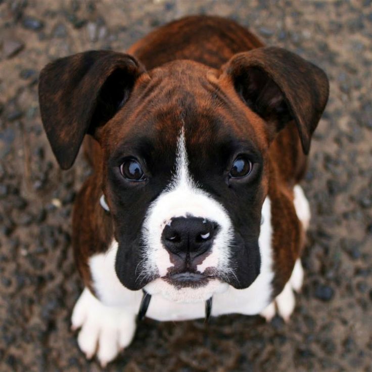 Quiz How Well Do You Know About Boxer Dogs 