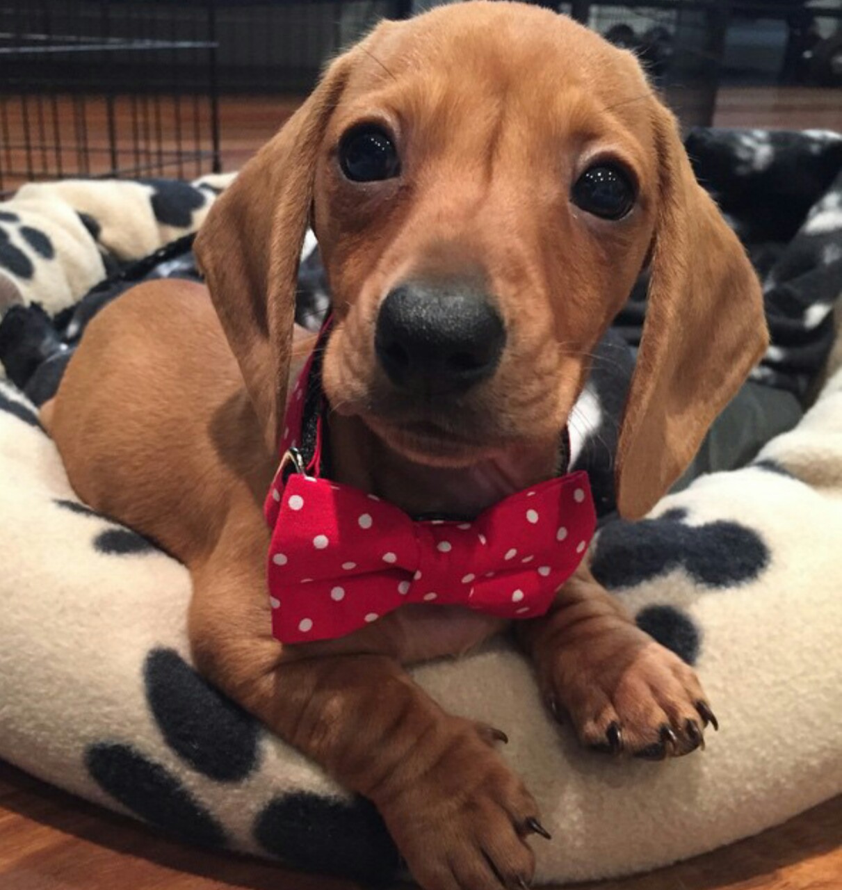 10 Best Dachshund Dog Names
