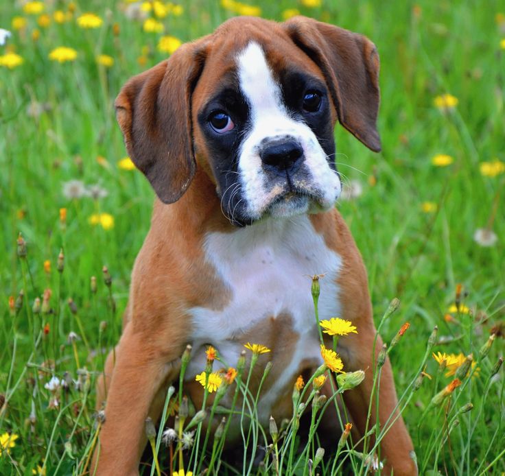 10 Best Boxer Dog Names 10 Best Boxer Dog Names