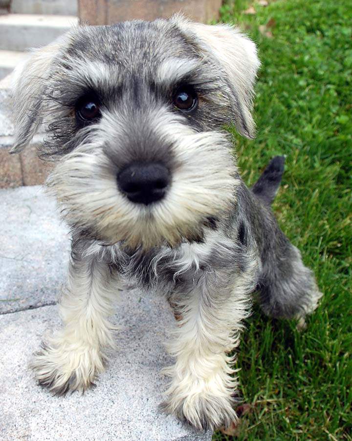 10 Best Schnauzer Dog Names