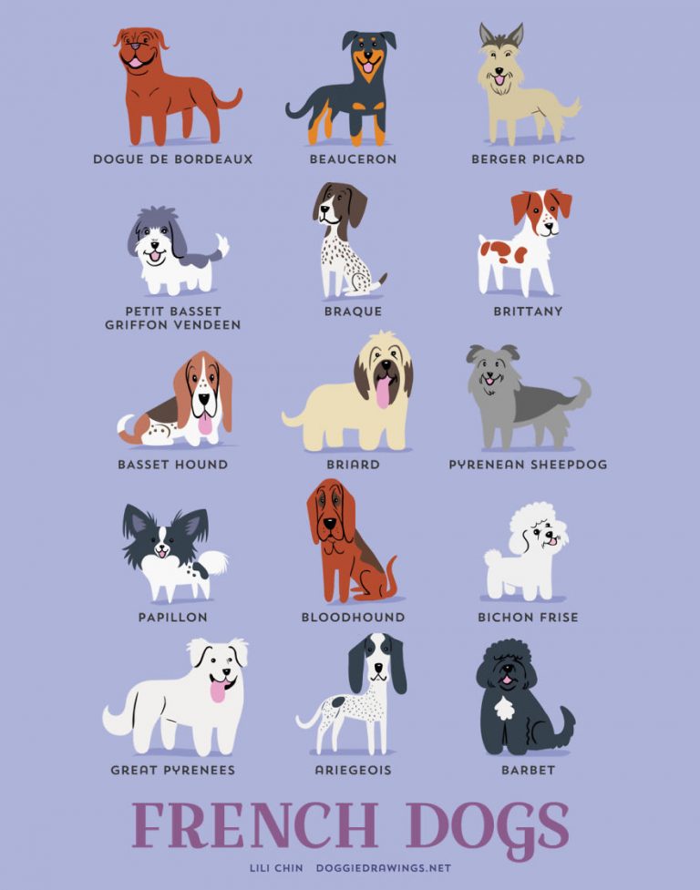 Browse Our List Of 192 Dog Breeds To Find The Perfect Dog Breed For You