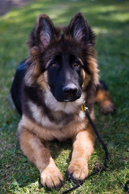 cute face german shepherd eyes winter - BuzzSharer.com