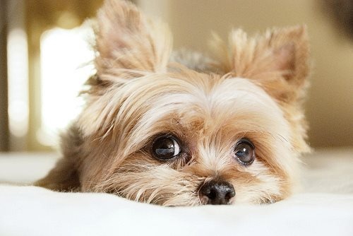 cute eyes yorkie face - BuzzSharer.com