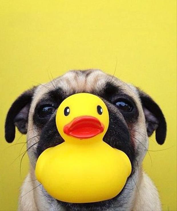 pug duck funny play - BuzzSharer.com