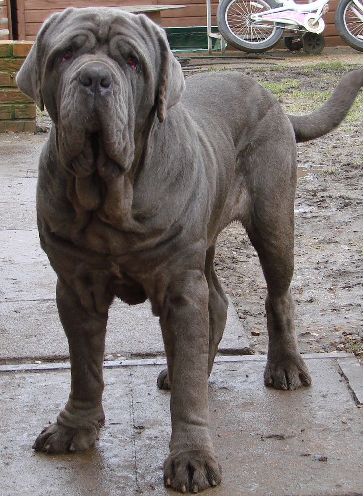 awesome mastiff dog - BuzzSharer.com