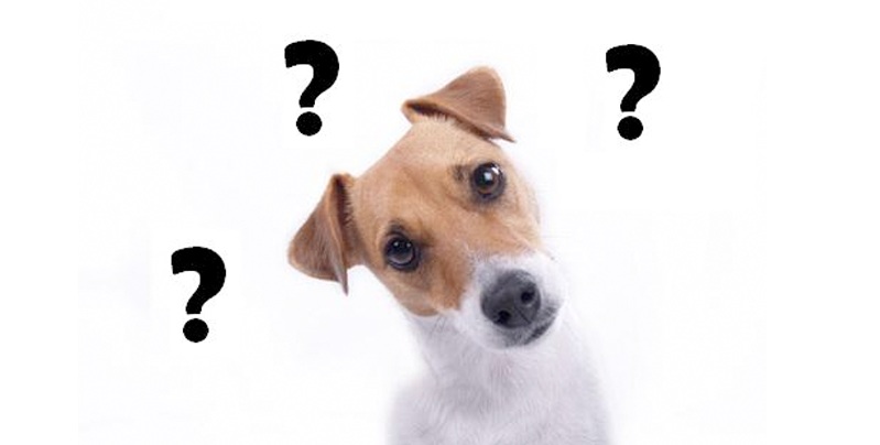 Questioning Dog Pictures