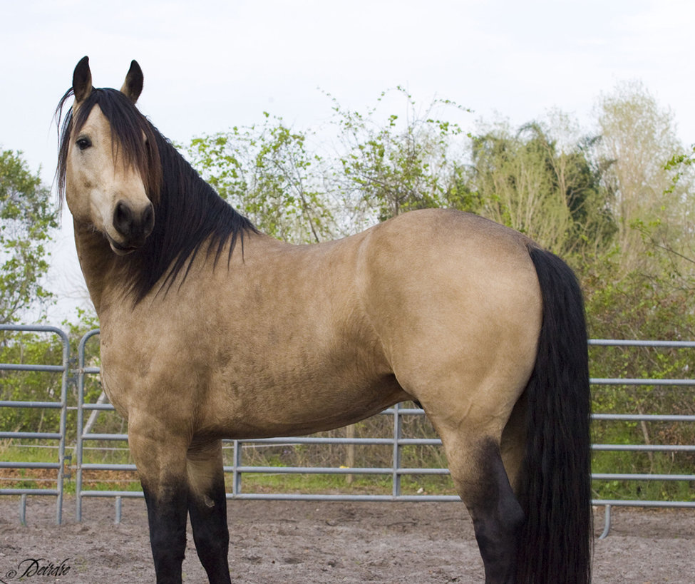 12 Things They Don t Tell You About Horses