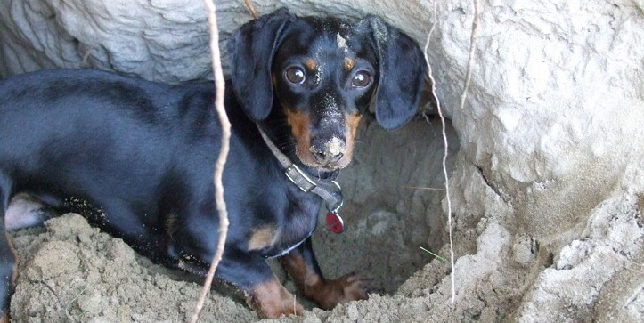 dachshund-digging - BuzzSharer.com