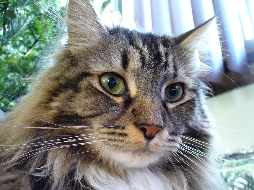 10 Best Maine Coon Cat Names 10 Best Maine Coon Cat Names