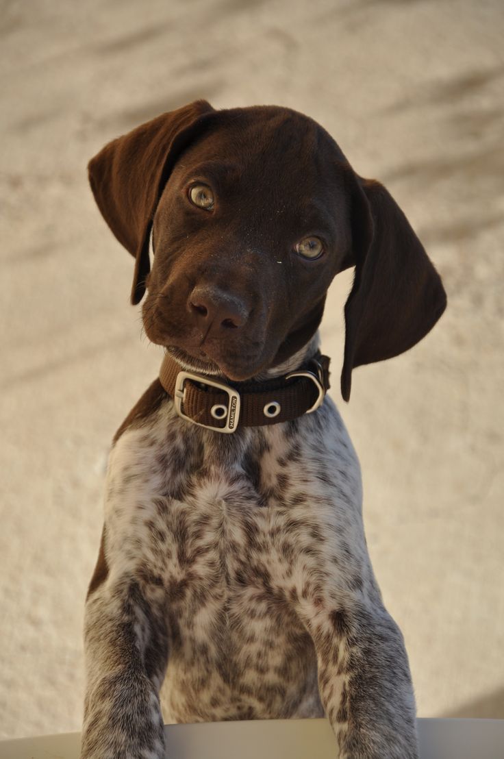 cute pointer eyes - BuzzSharer.com