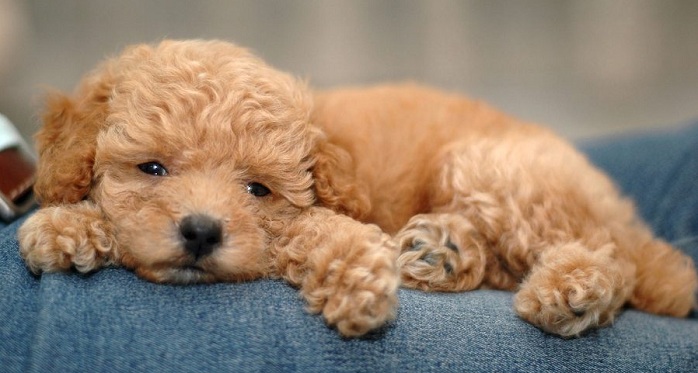 cute poodle puppy - BuzzSharer.com