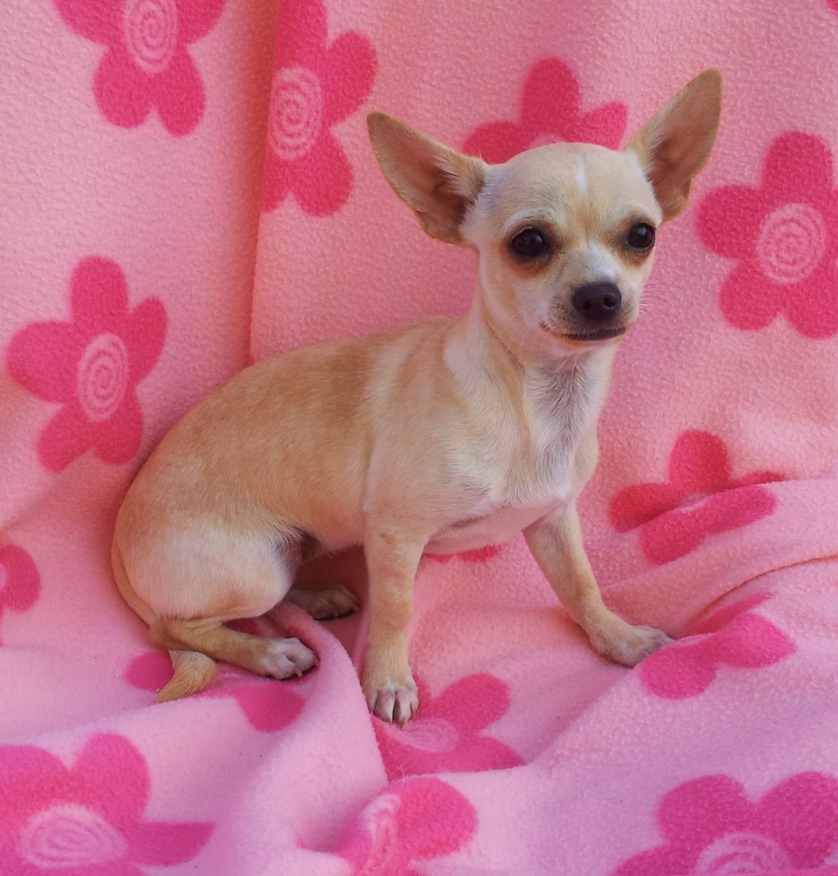 59 Chihuahua Puppy Names Picture Bleumoonproductions