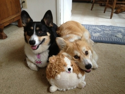 40 Top/Best/Most Popular Corgi Names - BuzzSharer.com