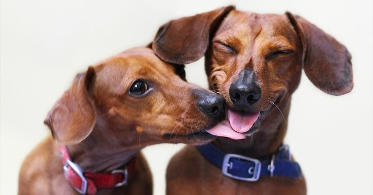 7 Things Only Dachshund Parents Understand