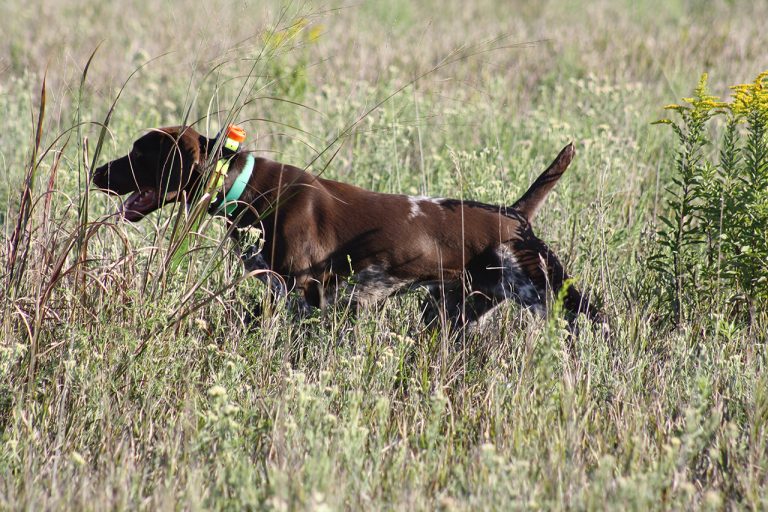 10 Best Pointer Dog Names - BuzzSharer.com