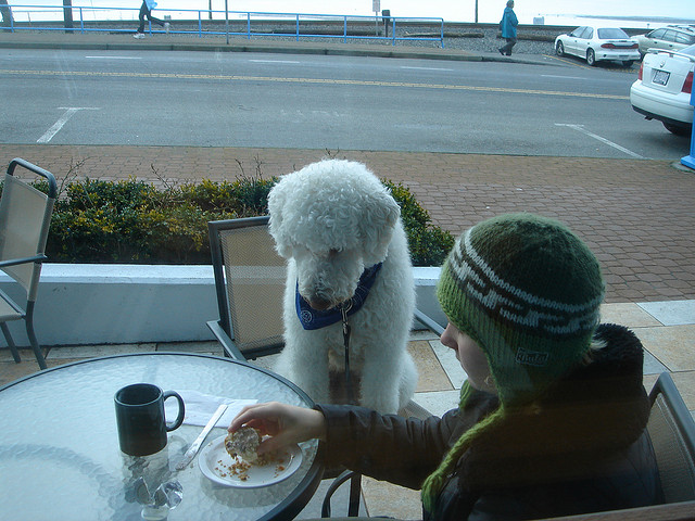 6 Problems Only Poodle Owners Will Understand