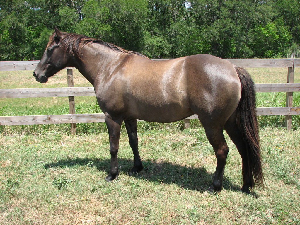 10 Best Horse Names