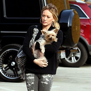 20 Celebrities With Yorkies