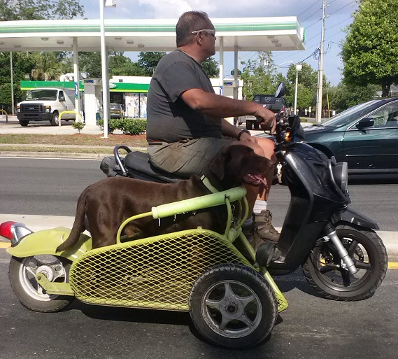 The 24 Most Important Labrador Photos Of All Time
