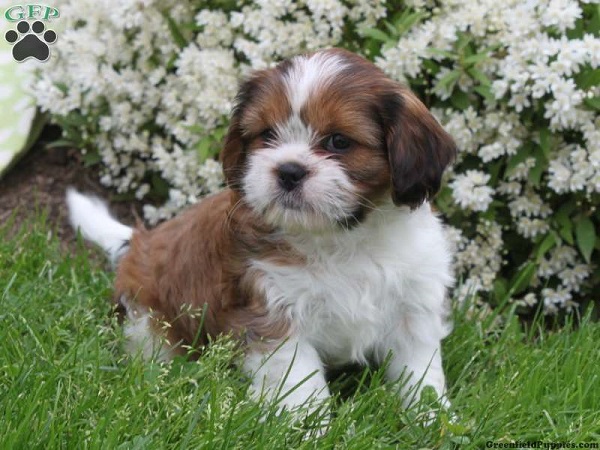 Cava-Tzu - BuzzSharer.com