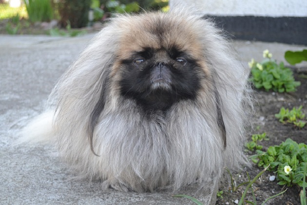 10 Best Pekingese Dog Names - BuzzSharer.com