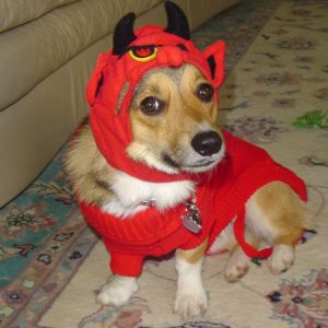 33 Costumes That Prove Corgis Always Win At Halloween