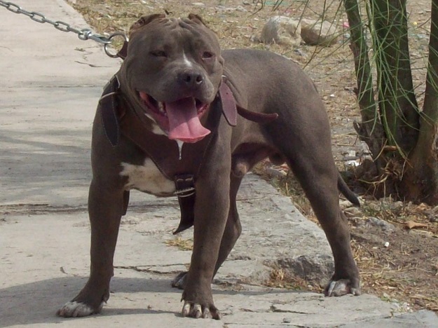 cool strong pit bull photo - BuzzSharer.com