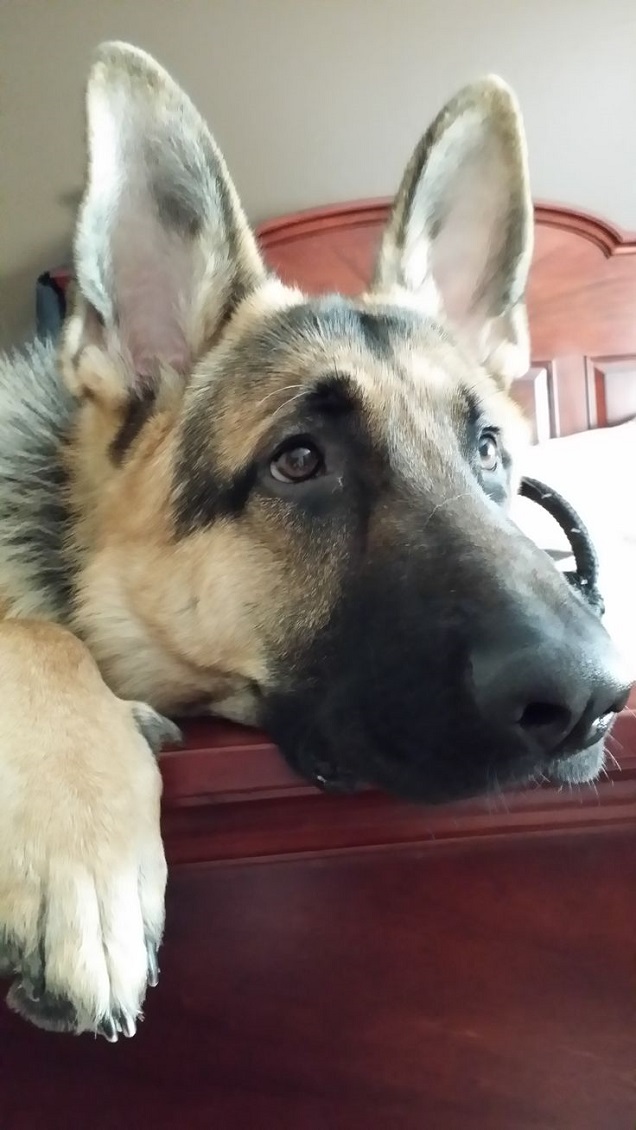 german shepherd alone face - BuzzSharer.com