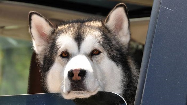 19 Things All Husky Owners Must Never Forget
