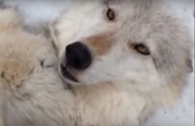 Wolf Belly Rubs