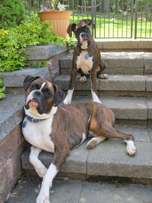 12 Things You Do That Are Unintentionally Breaking Your Boxer Dog’s Heart
