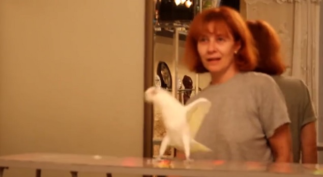 Dancing Parrot Demonstrates His Amazing Moves