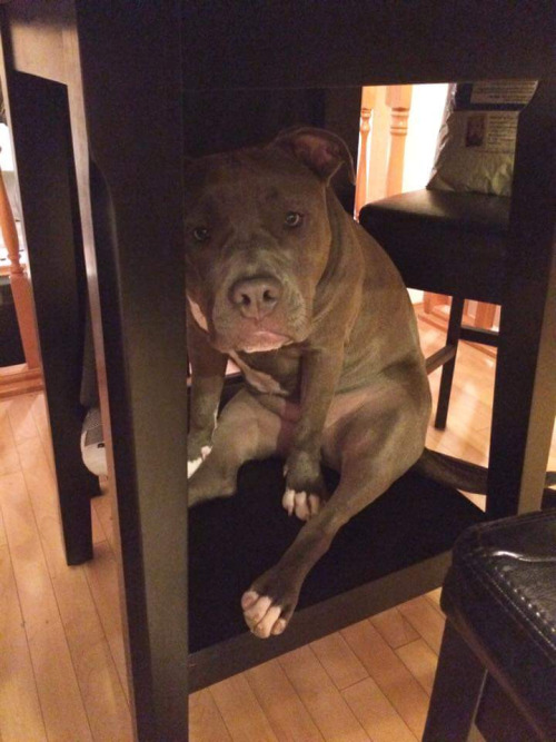 pit bull dinner table pics sitting - BuzzSharer.com