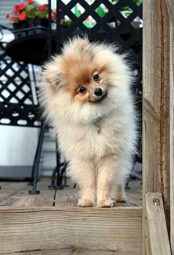 pomeranian-dog - BuzzSharer.com
