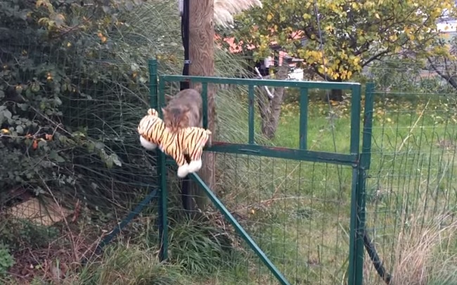 tiger plush toy cat - BuzzSharer.com