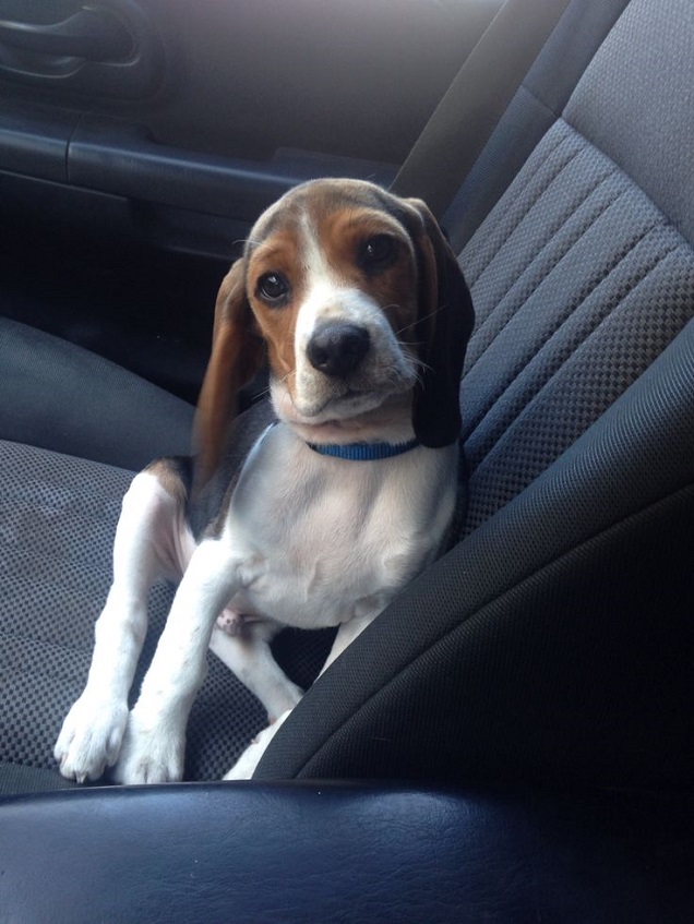 12 Realities That New Beagle Owners Must Accept