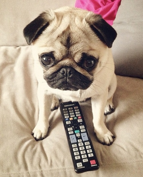 pug dog tv - BuzzSharer.com
