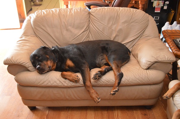 10 Realities That New Rottweiler Owners Must Accept - BuzzSharer.com