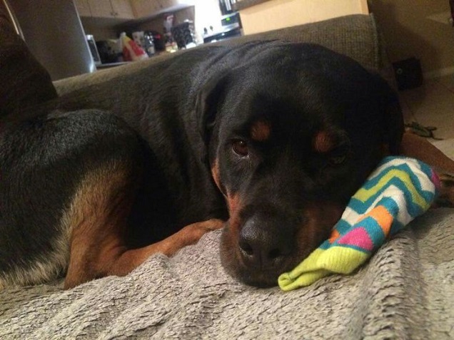 rottweiler steal socks - BuzzSharer.com