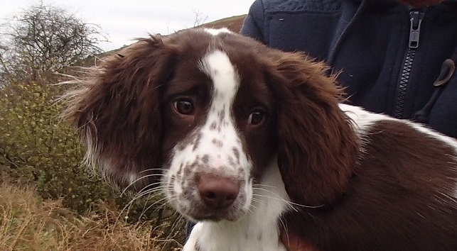 14 Signs You Are A Crazy Springer Spaniel Person - BuzzSharer.com