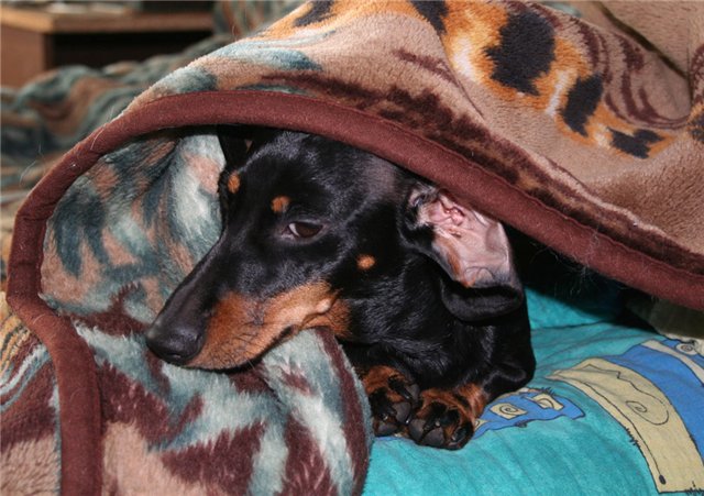 cute dog doxie dachshund photo - BuzzSharer.com