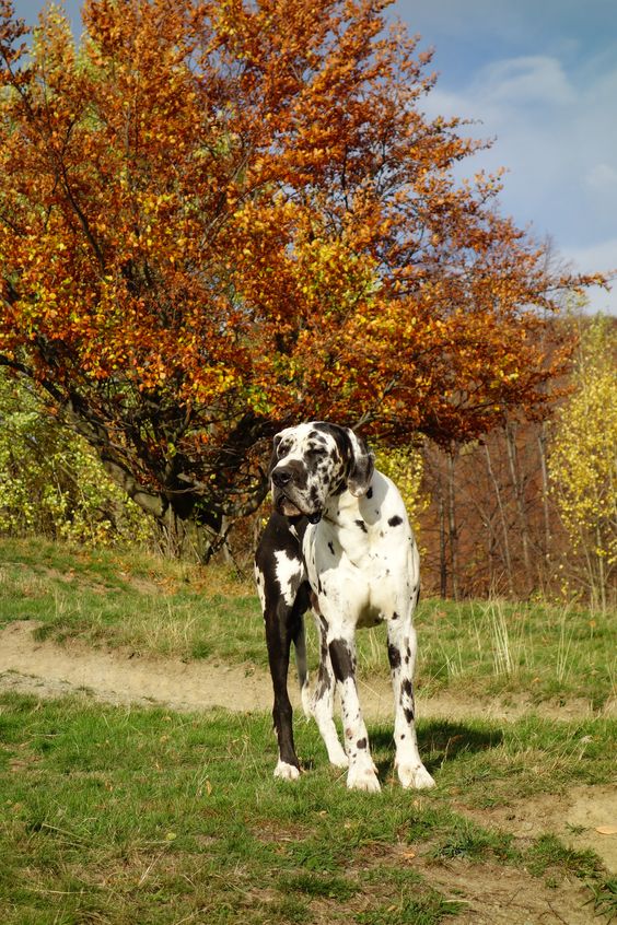 12 Things That Make Great Danes Happy - BuzzSharer.com