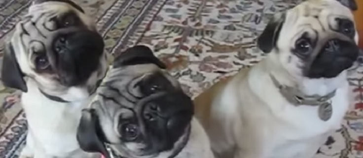 10 Funniest Pug Videos Of All Time - BuzzSharer.com