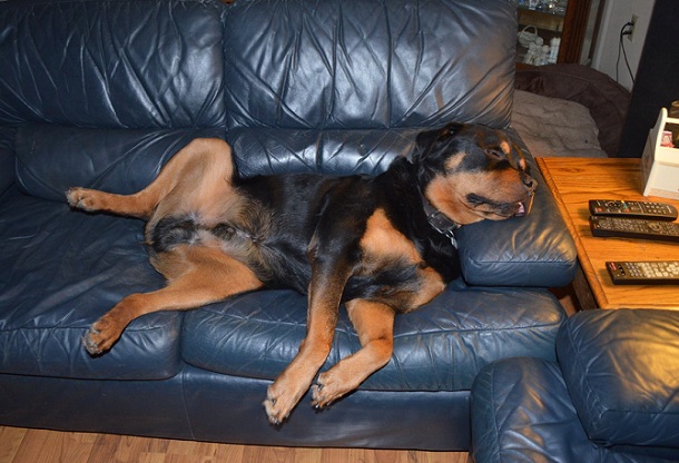 10 Hilarious Photos That Prove Rottweilers Can Sleep Absolutely Anywhere