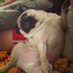 12 Beautifully Bodacious Pugs