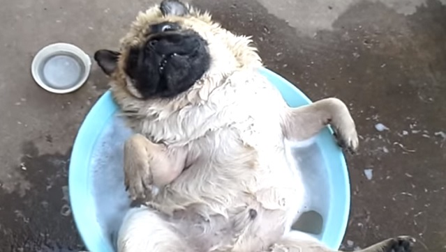 This Chilled-Out Pug Loves The Good Life - BuzzSharer.com