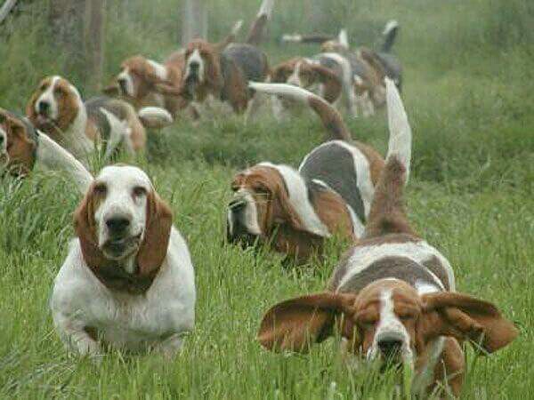 basset-hunting - BuzzSharer.com