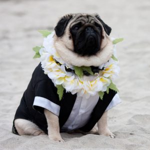 15 Pugs Who Dress To Impress For Every Occasion