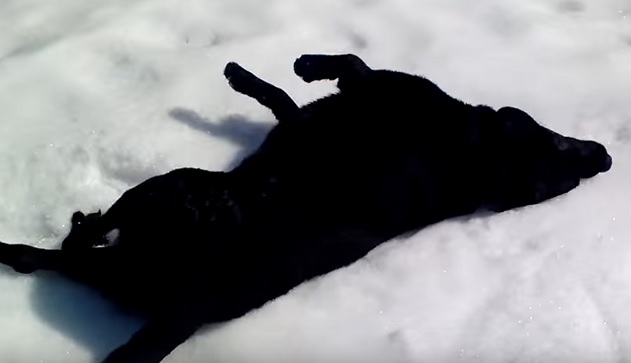 Black Labrador Goes Body Sledding Down the Snowy Hill - BuzzSharer.com
